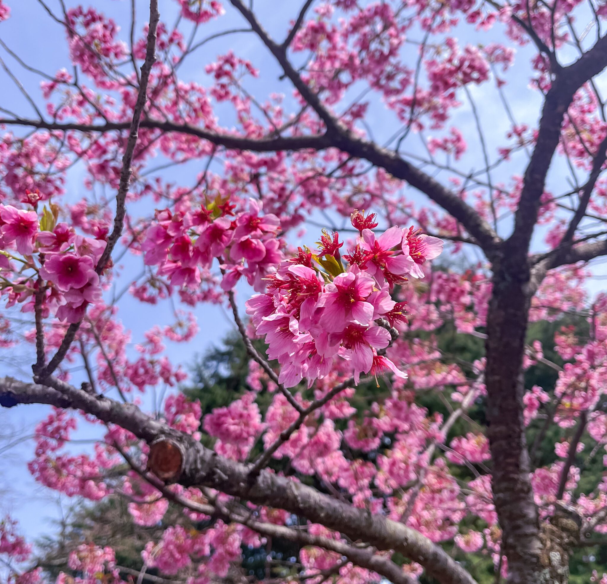 The Best Places to see Sakura in Tokyo and Kyoto [2025] ⋆˙ Kat in Japan